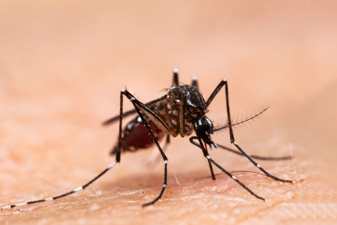 Invention : 14 pièges innovants pour lutter contre les moustiques - NeozOne