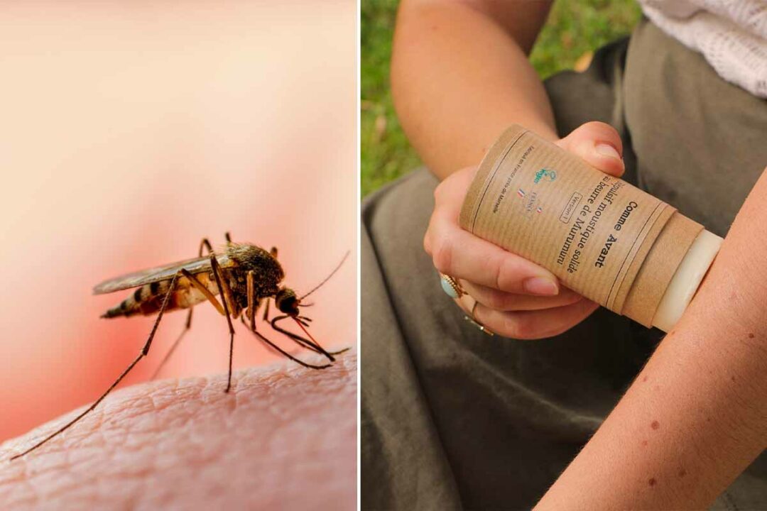 Le beurre de murumuru, un allié naturel contre les moustiques utilisé par les Indiens d’Amazonie ...